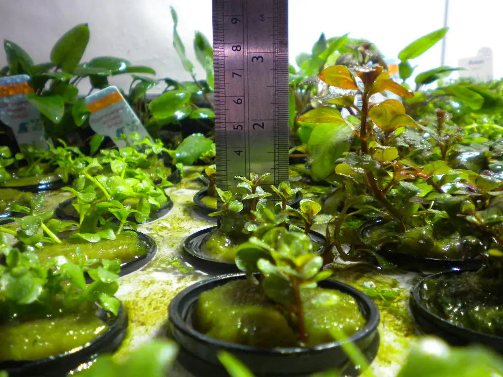 TMC LED lighting test on our hydroponic plants - Aqua Essentials