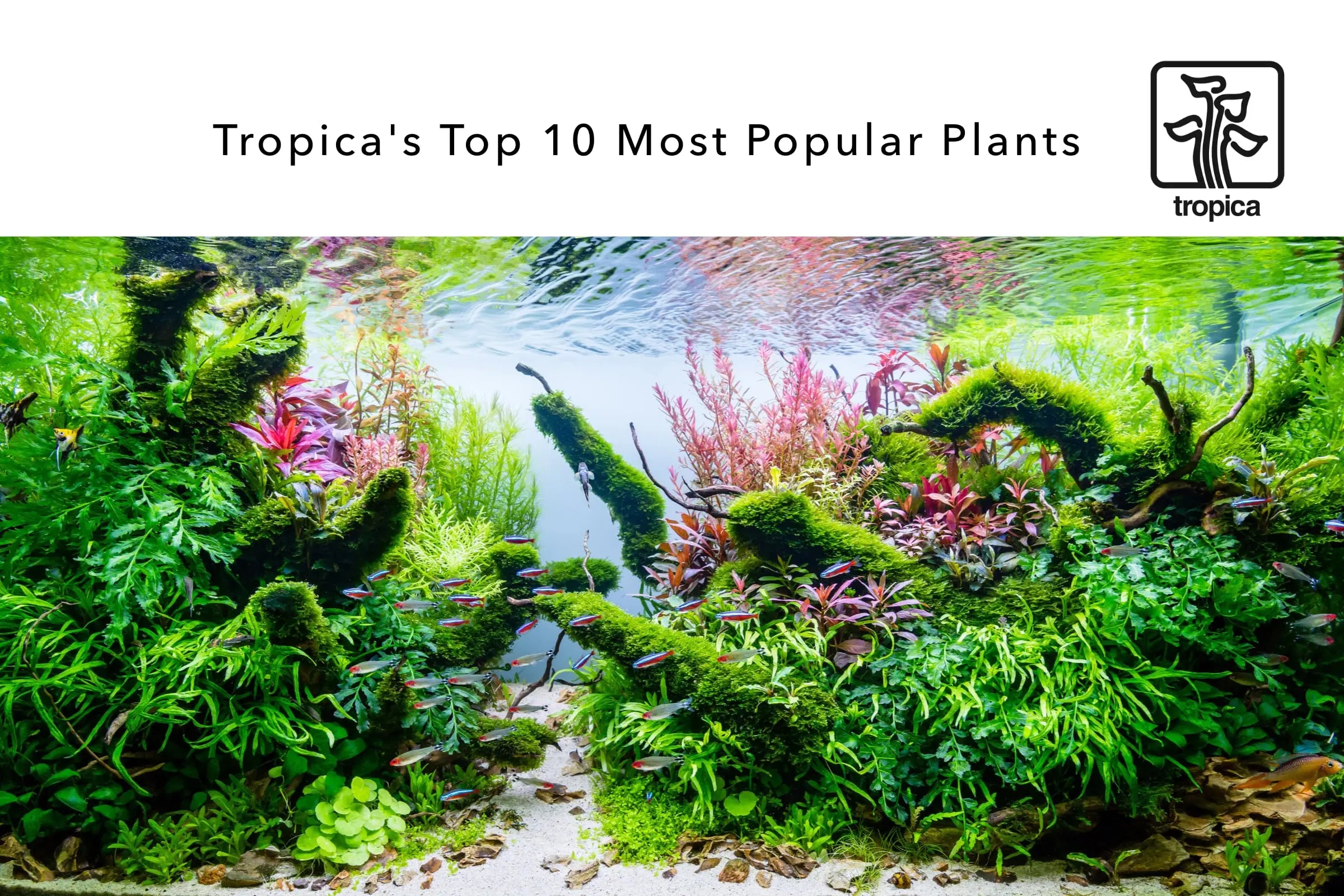 Reviewing the Top 10 Tropica Aquarium Plants for 2024 – Aqua Essentials