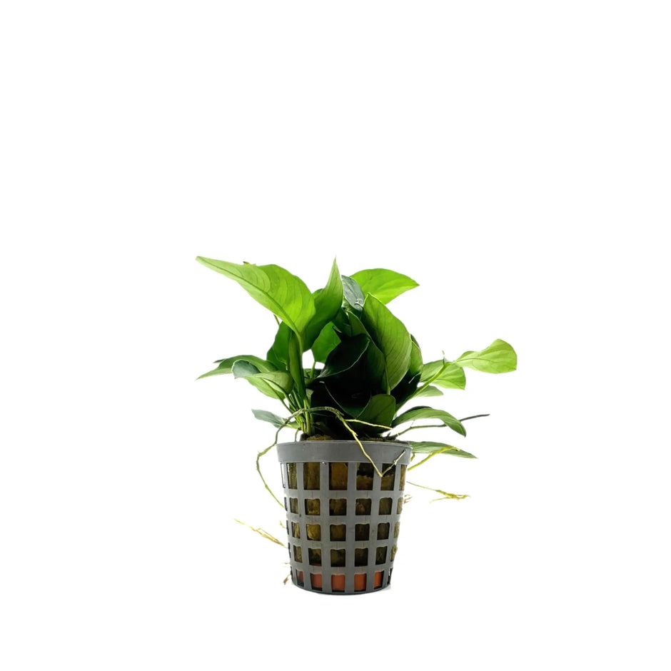 Epiphytes - Aqua Essentials