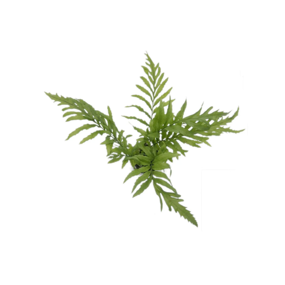 Epiphytes - Aqua Essentials