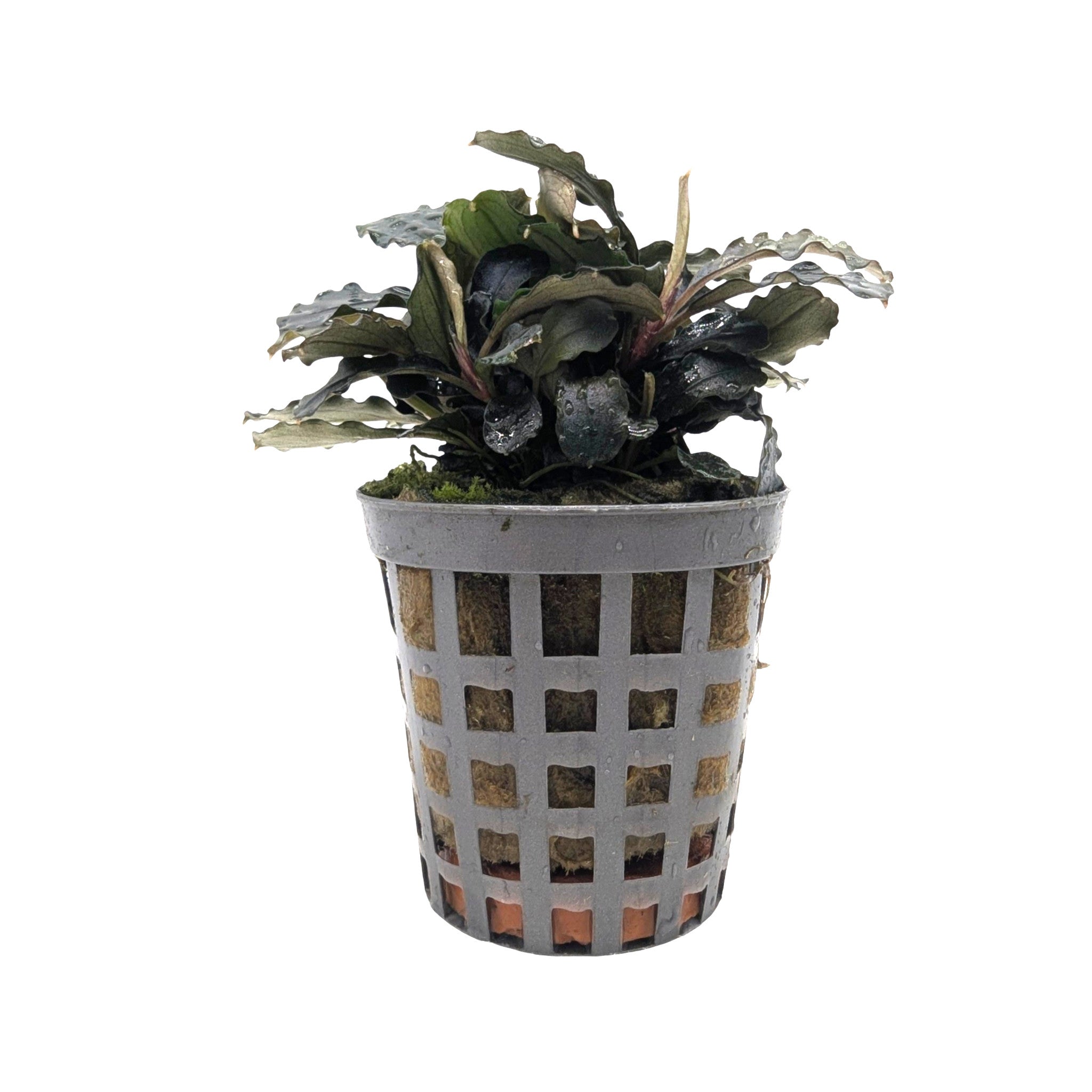 Bucephalandra lamandau - Exotic Borneo Aquarium Plant - Aqua