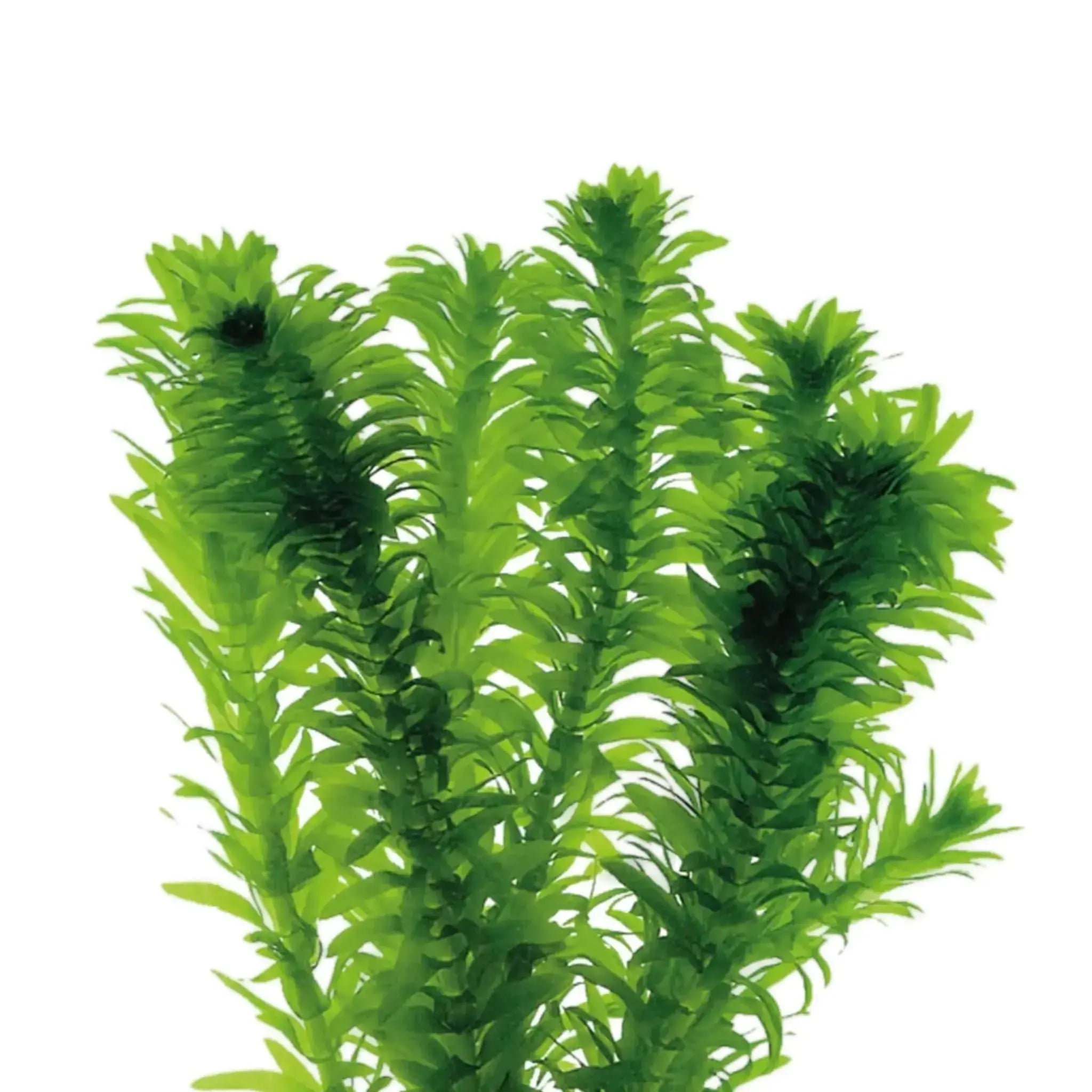 Elodea Densa 6 Pack | Fast Growing Oxygenating Aquarium Plant