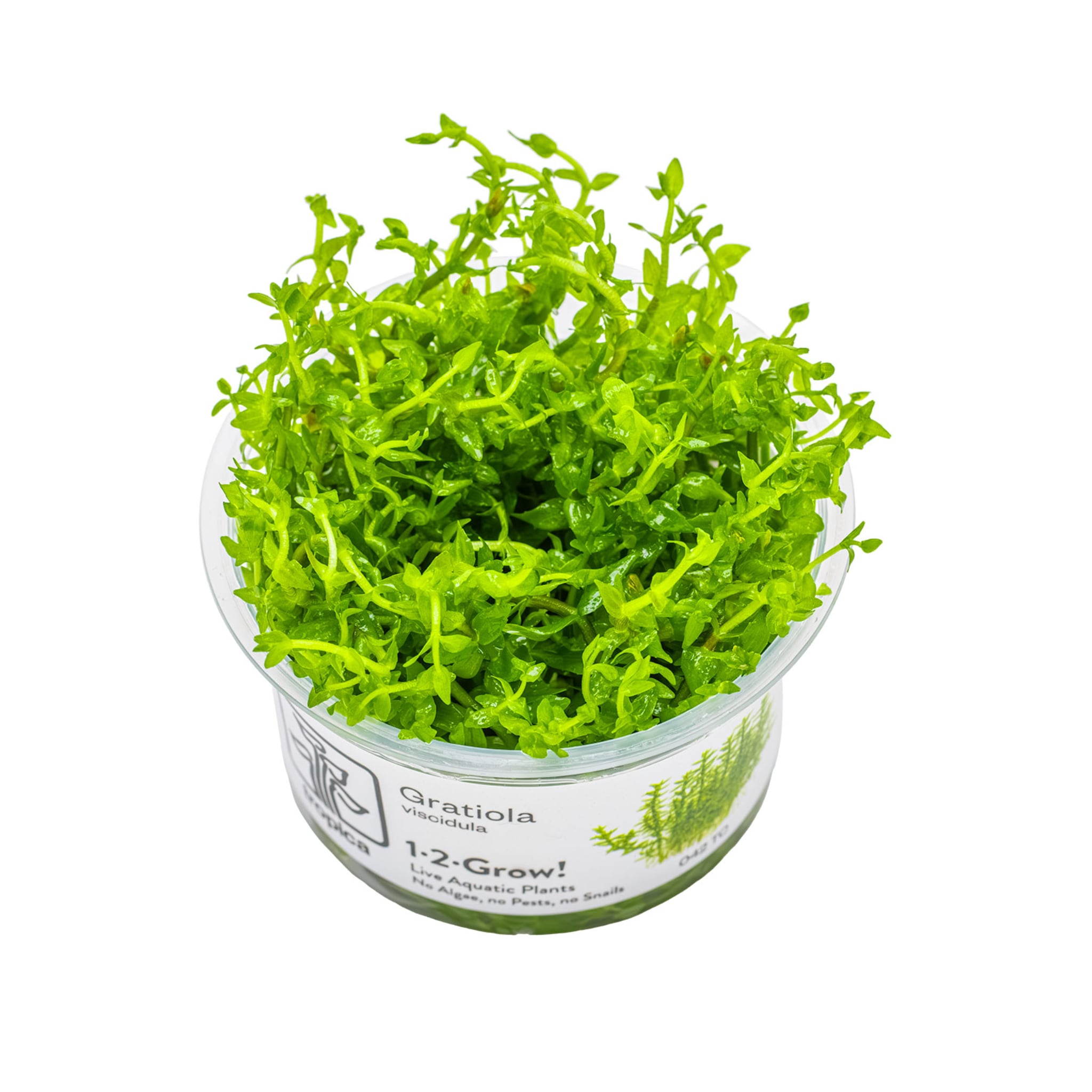 Tropica Gratiola viscidula 1-2-GROW! - Tissue Cultured Plant