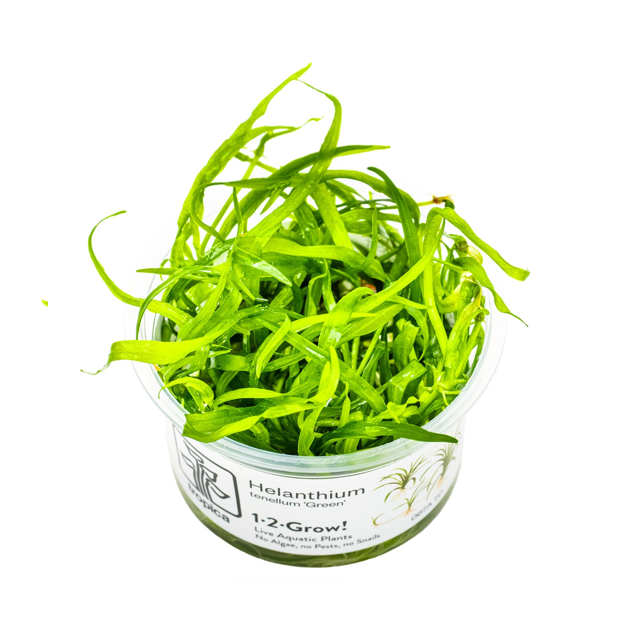 Tropica Helanthium tenellum Green 1-2-GROW! - Aqua Essentials