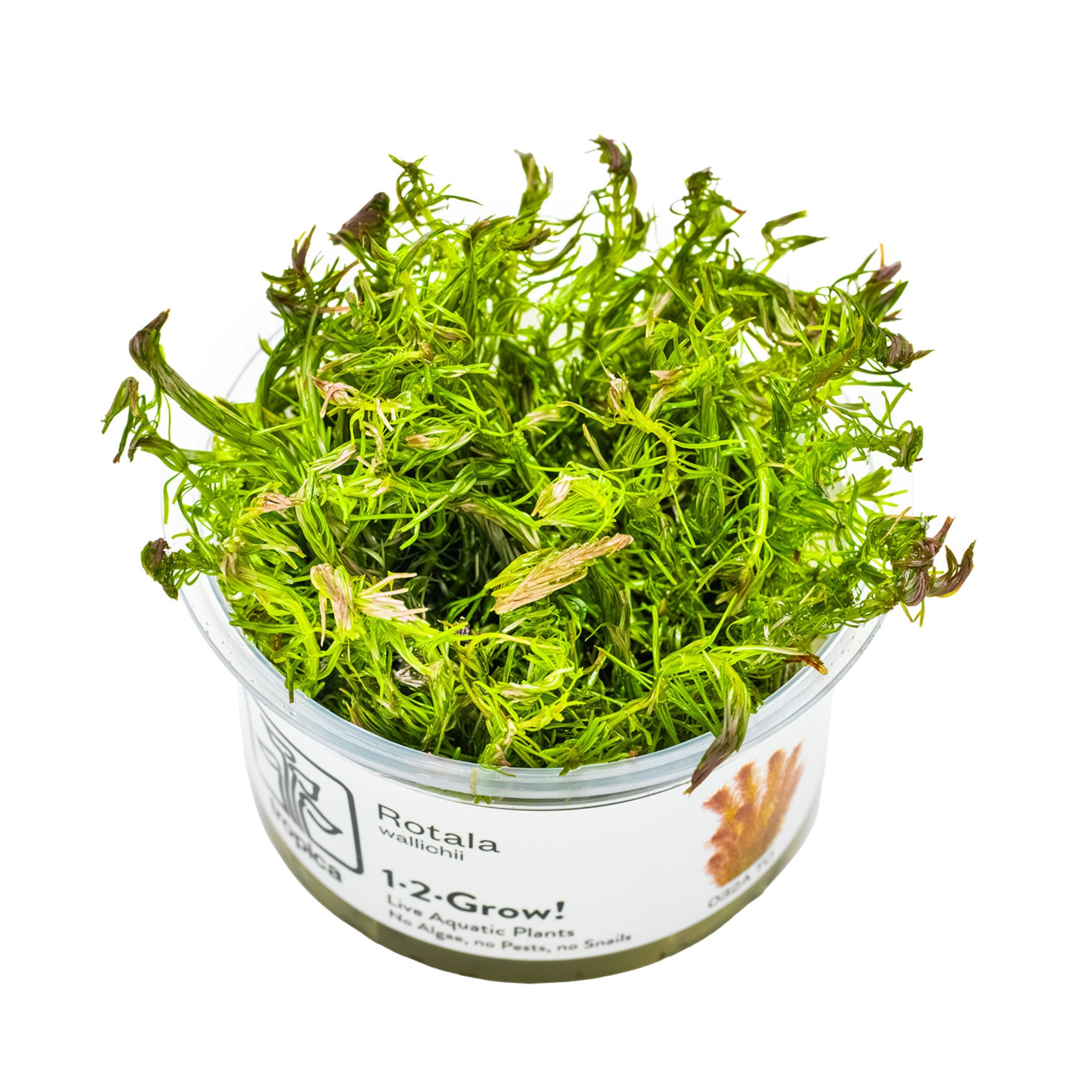 Tropica Rotala wallichi 1-2-GROW! - Aqua Essentials