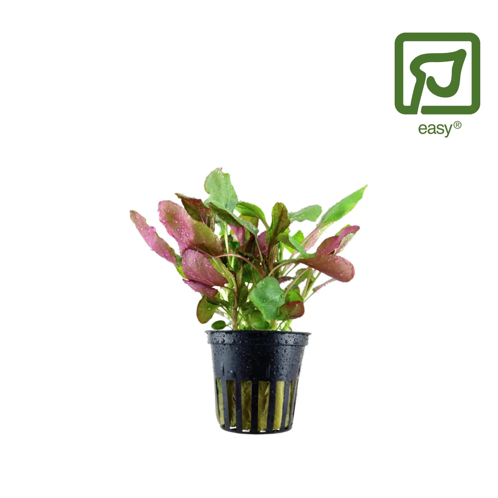 Aqua Essentials - Aquarium Plants | The Home of The Planted Aquarium
