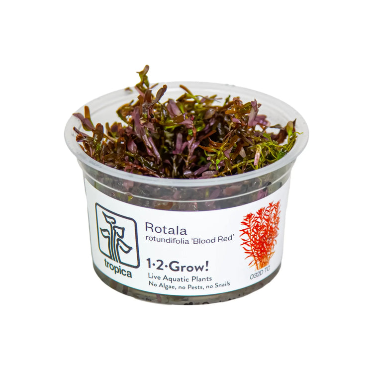 Tropica Rotala rotundifolia 'Blood Red' 1-2-Grow! - Aqua Essentials