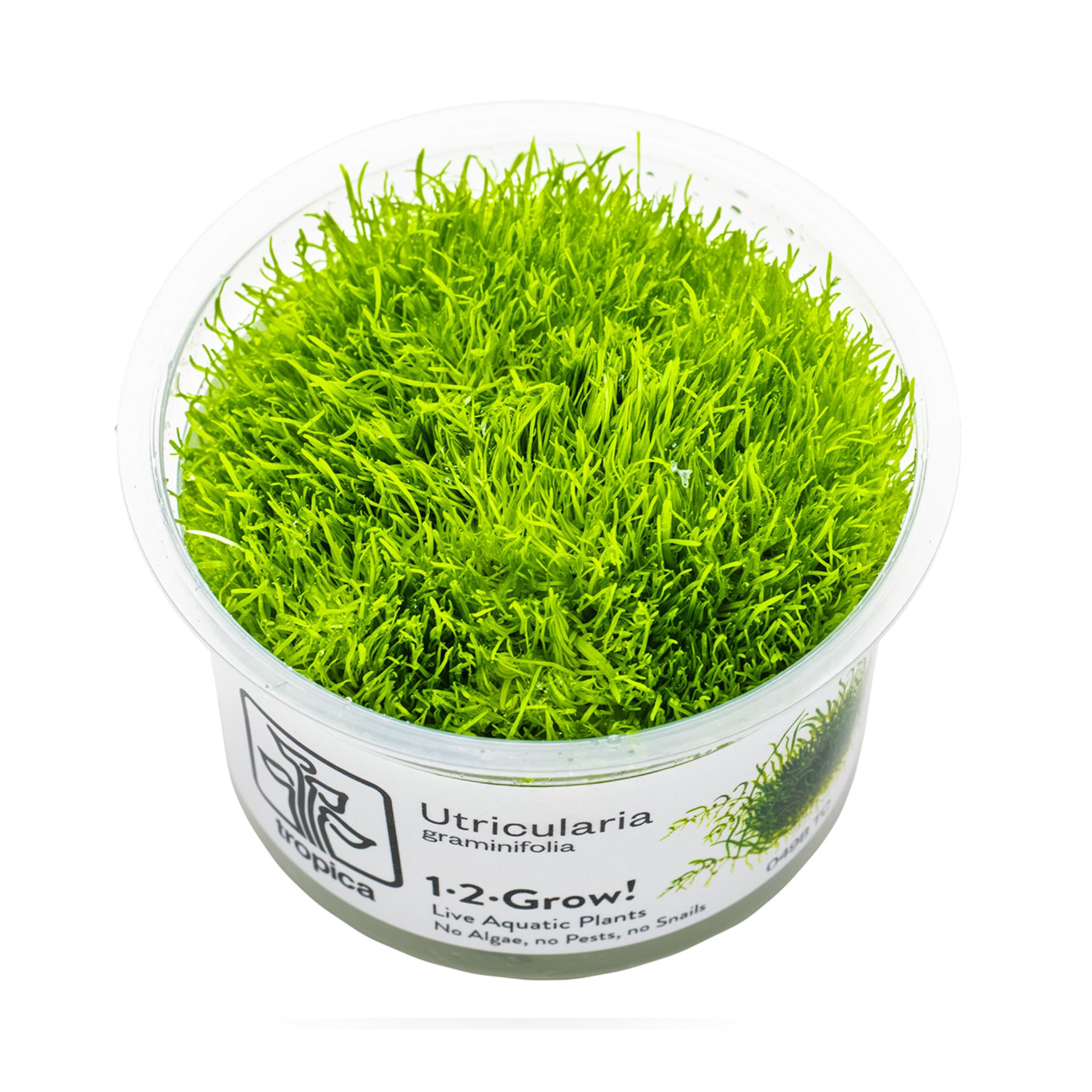 Tropica Utricularia graminifolia 1-2-GROW! - Aqua Essentials
