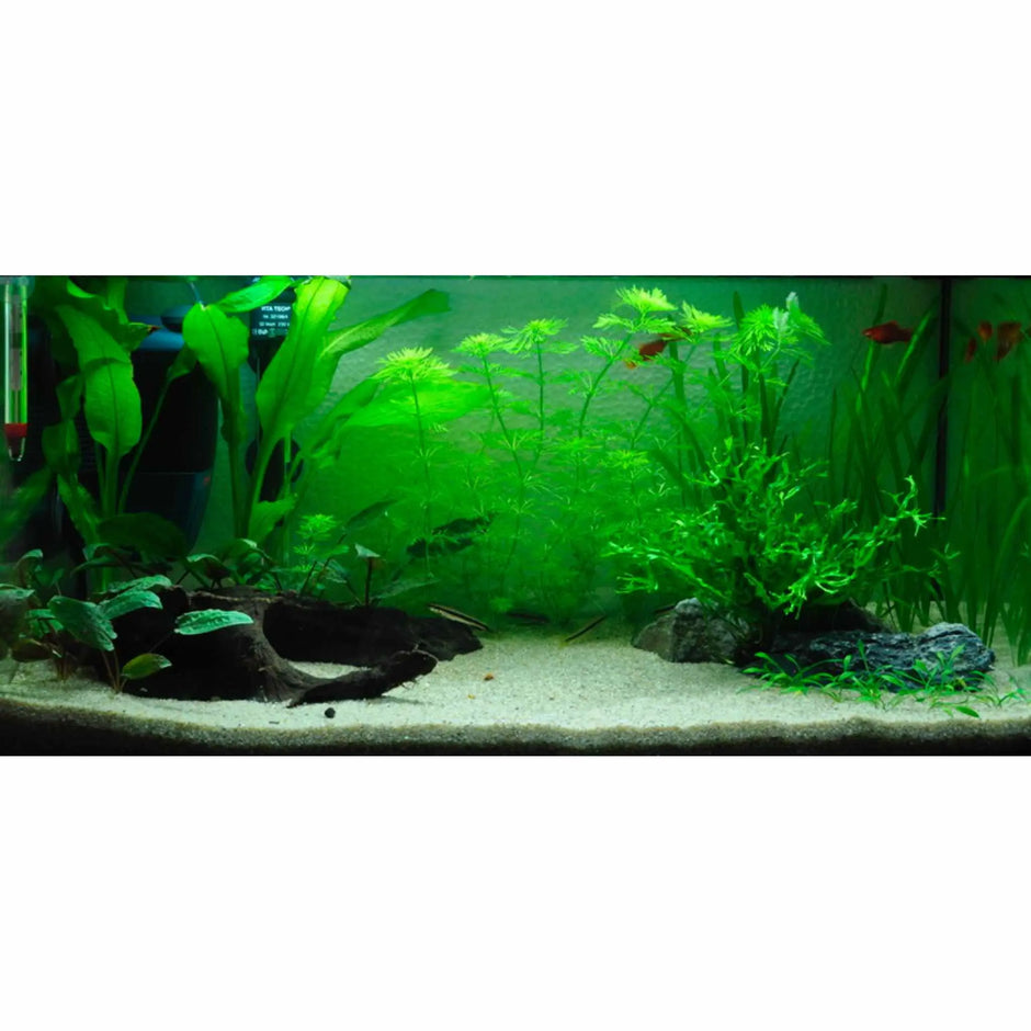 Scaped For You: Complete Aquascape Kits UK - Aqua Essentials