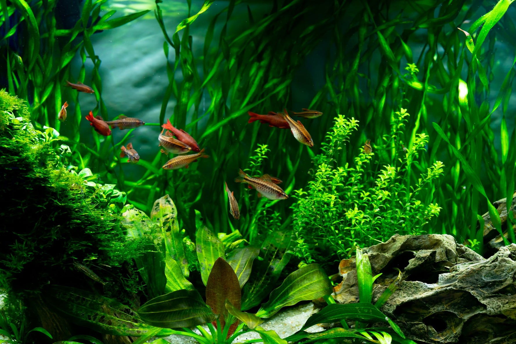 Aqua Essentials - Aquarium Plants | The Home of The Planted Aquarium