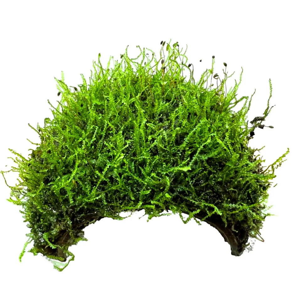 Aquarium Moss: Java, Weeping & Christmas Moss UK - Aqua Essentials