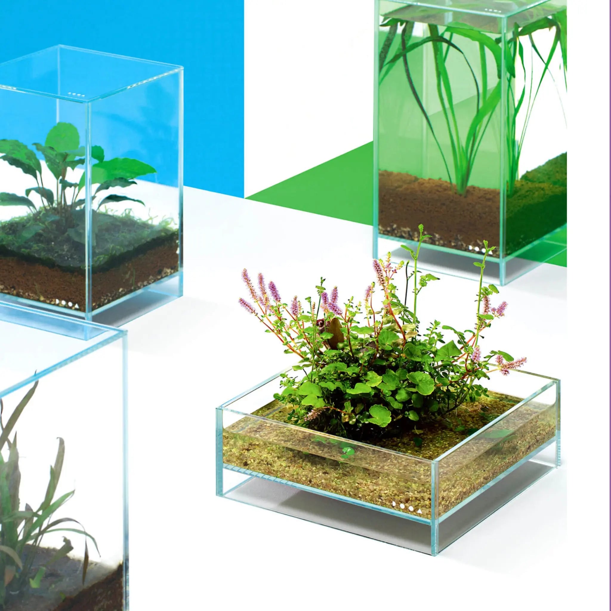 Terrariums are fascinating in every way. You're able to completely control not only the ...