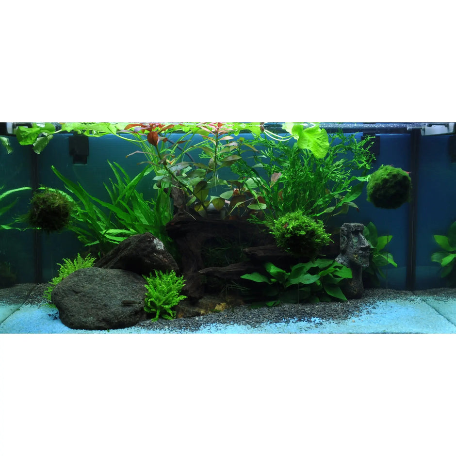 Scaped For You: Complete Aquascape Kits UK - Aqua Essentials