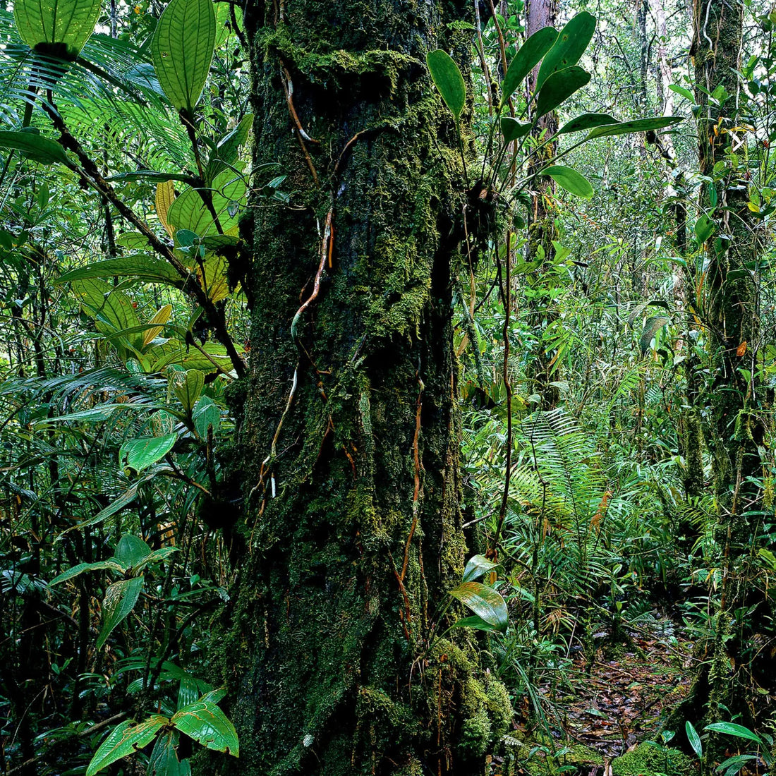 DOOA TerraBase S - Aqua Essentials