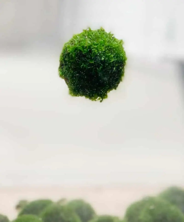 Floating Moss Ball - Aqua Essentials
