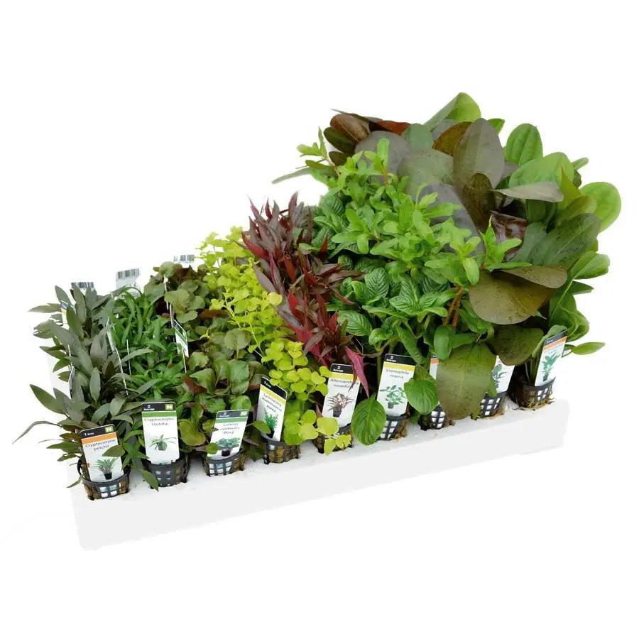 Mixed Boxes of Aquarium Plants UK - Aqua Essentials