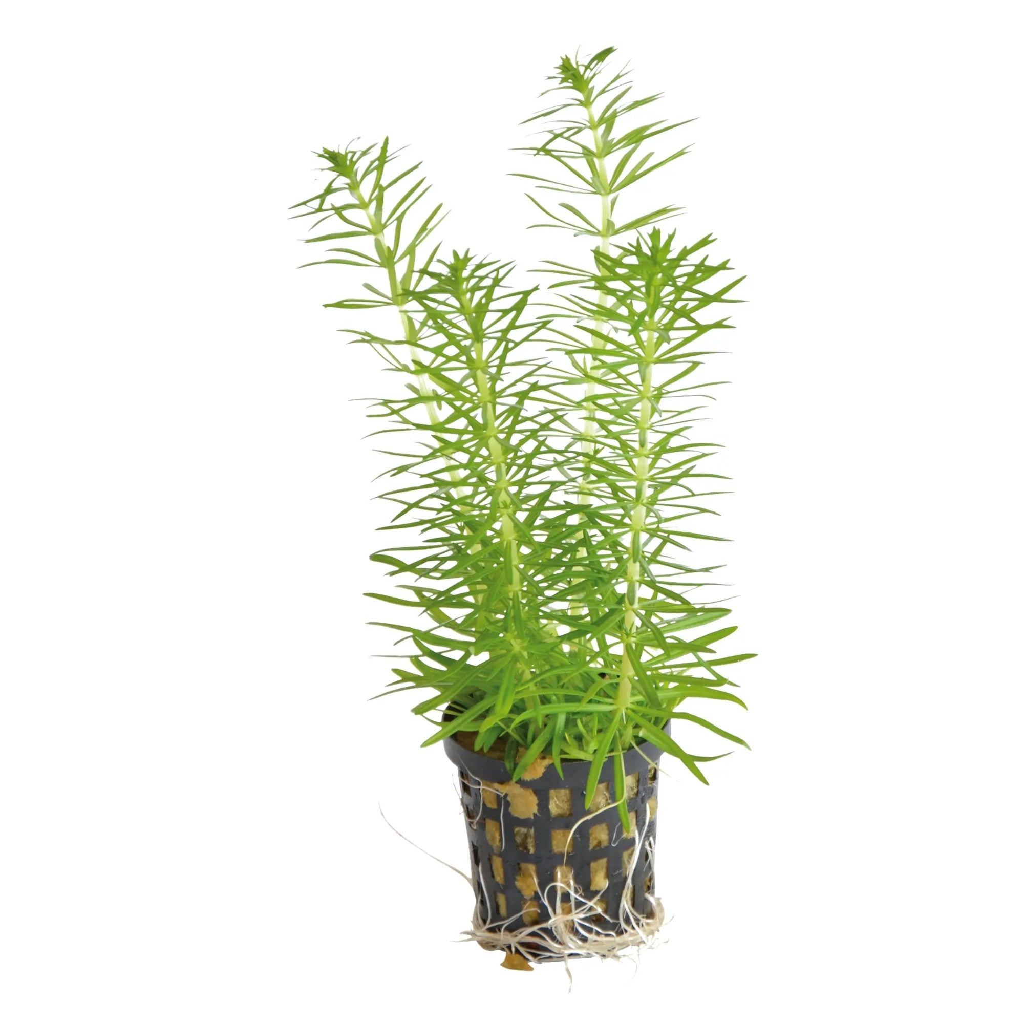 Pogostemon erectus - Aqua Essentials
